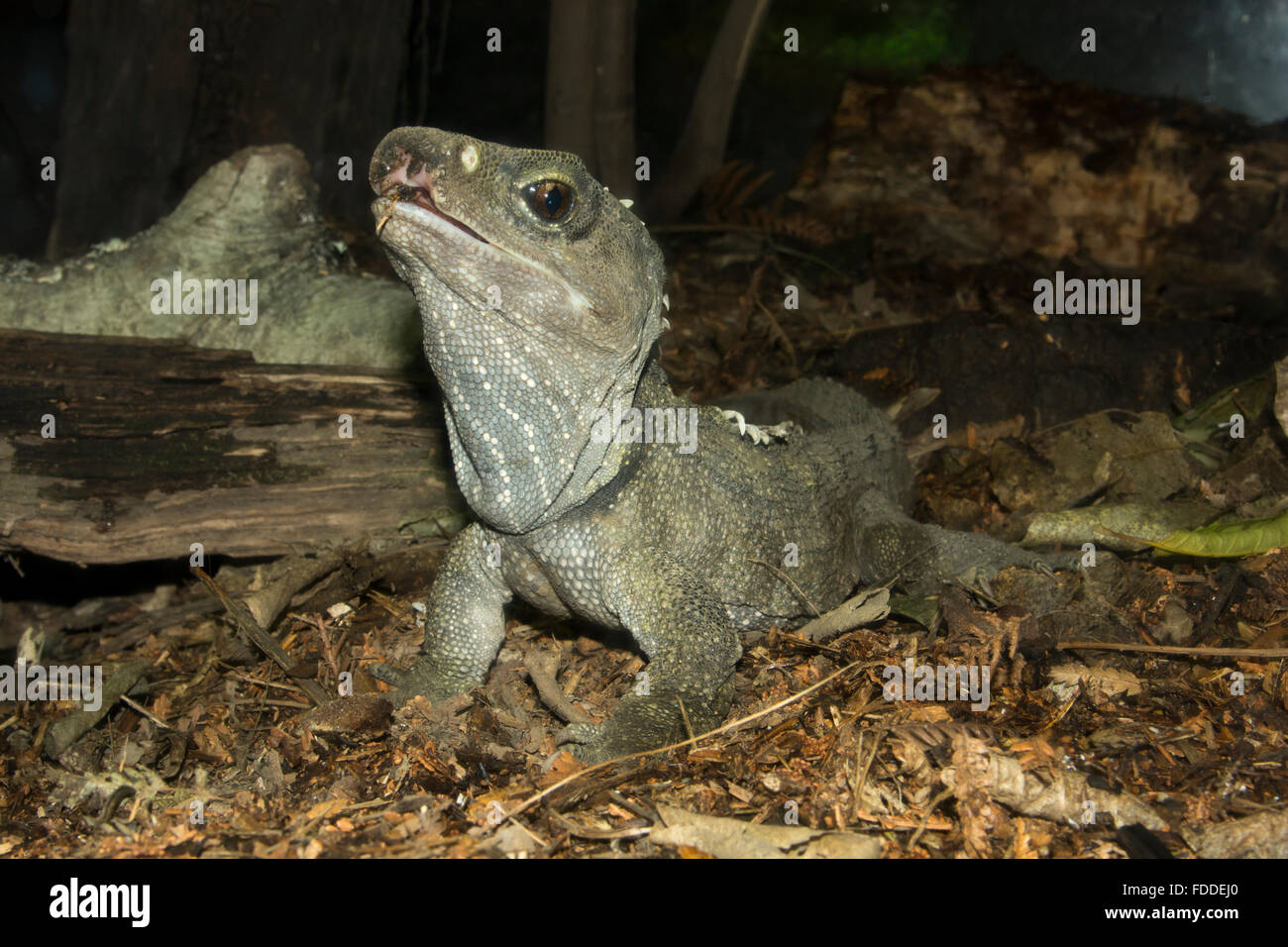 Tuatara is a reptile endemic to New Zealand. Resembling common lizards ...