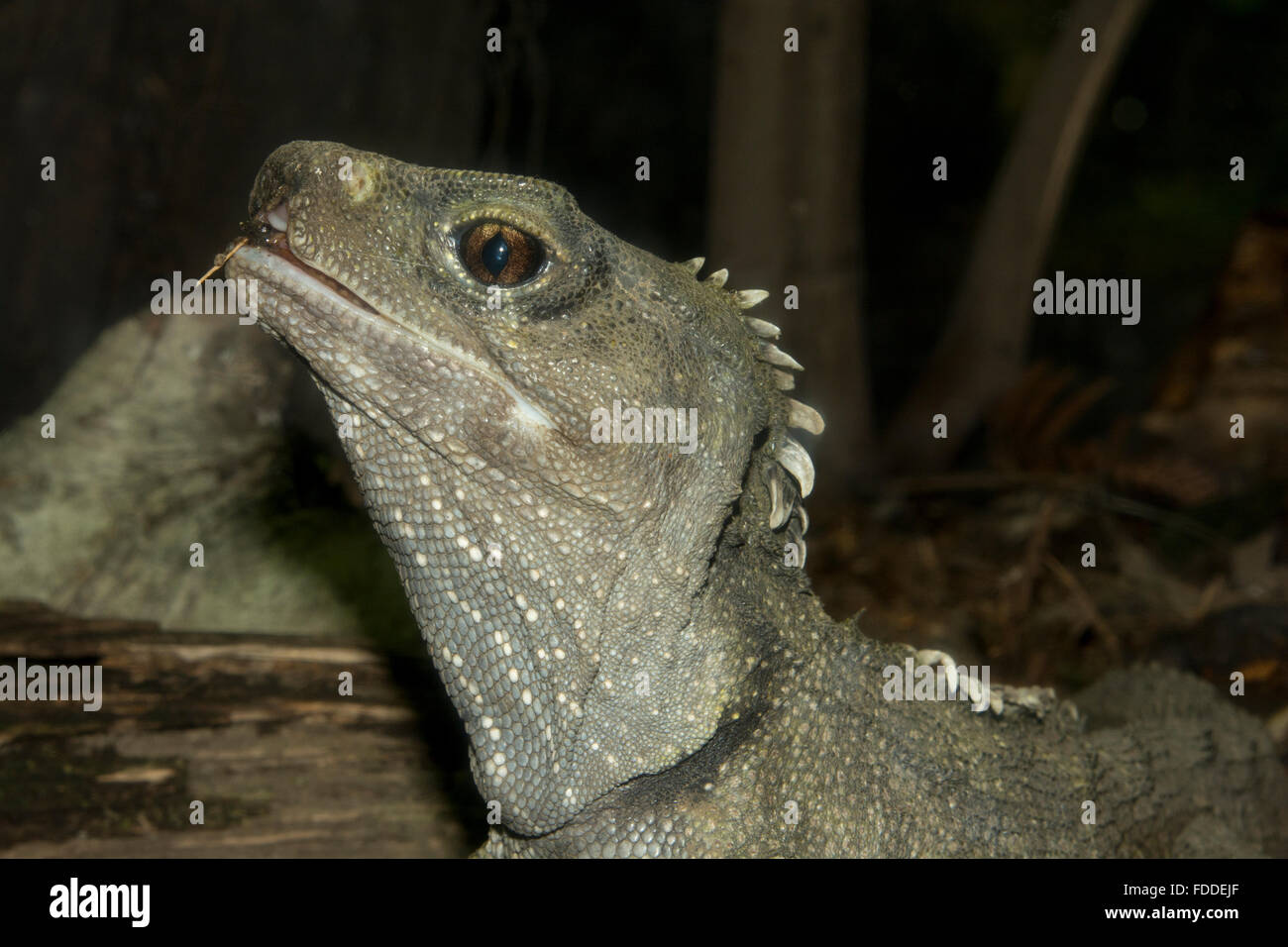 Common tuatara hi-res stock photography and images - Alamy