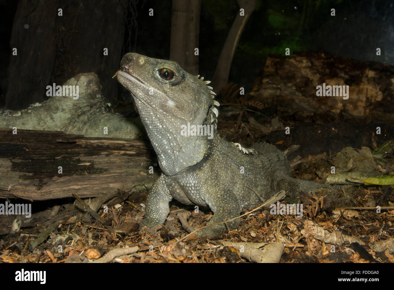 Tuatara is a reptile endemic to New Zealand. Resembling common lizards ...