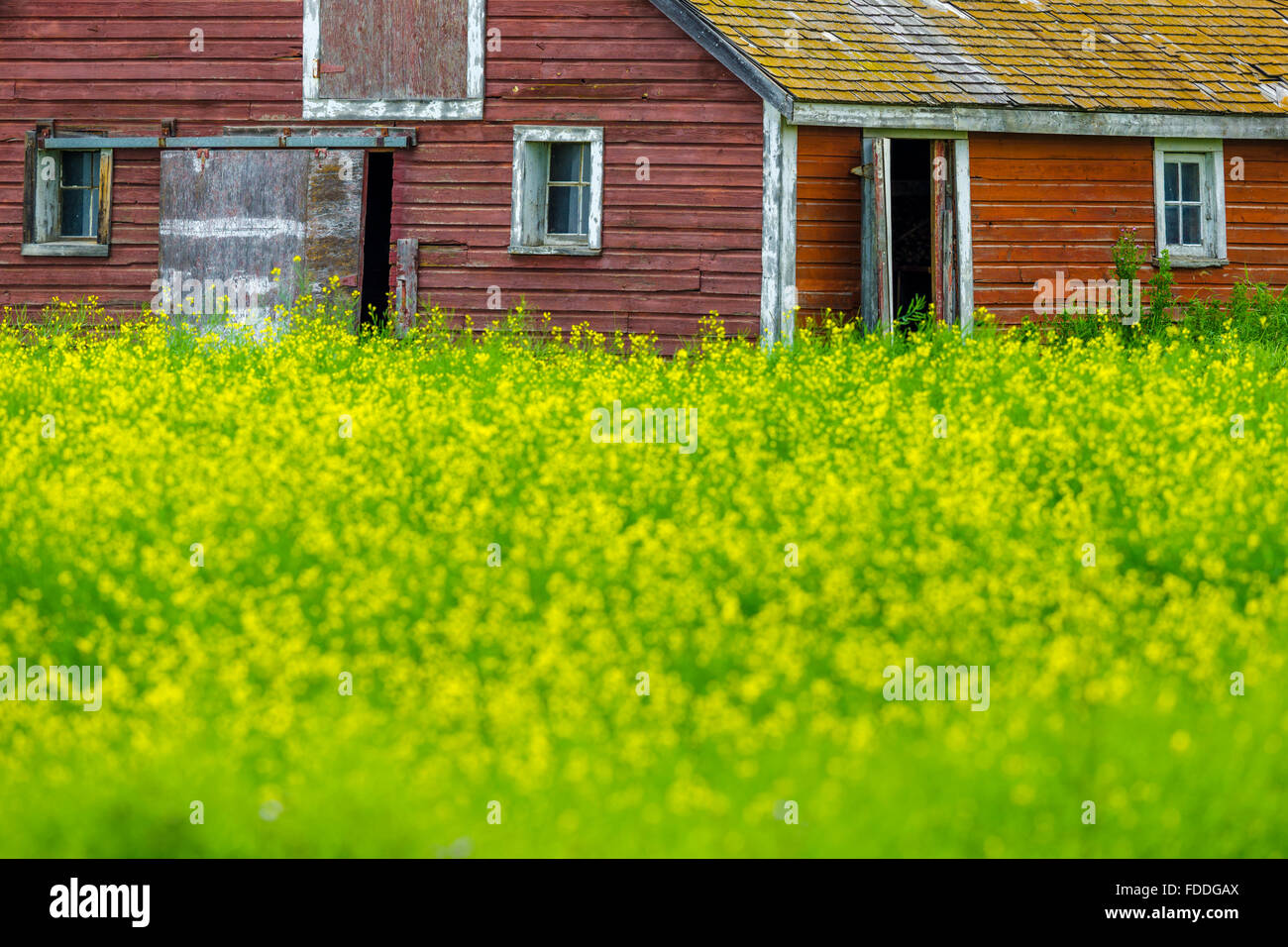 Canola agriculture hi-res stock photography and images - Alamy