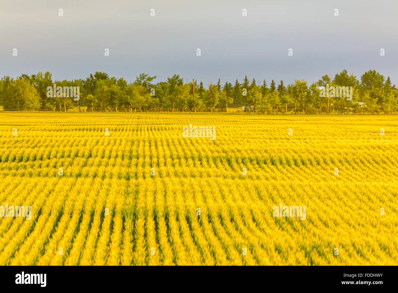 Rows of wheat hi-res stock photography and images - Alamy