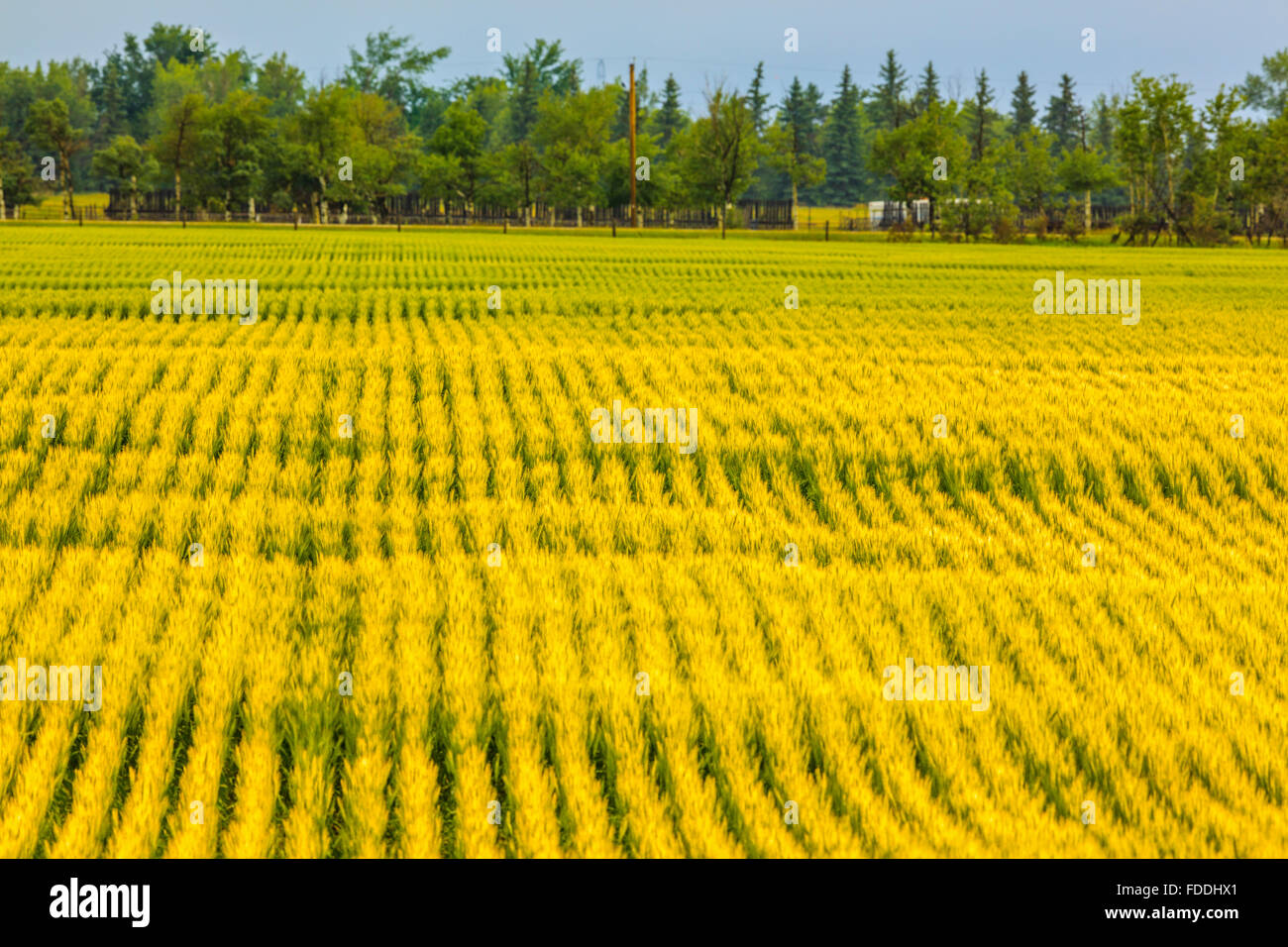 Wheat crop rows hi-res stock photography and images - Alamy