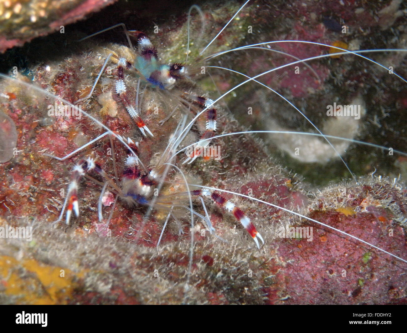 underwater coral sea creatures Stock Photo - Alamy