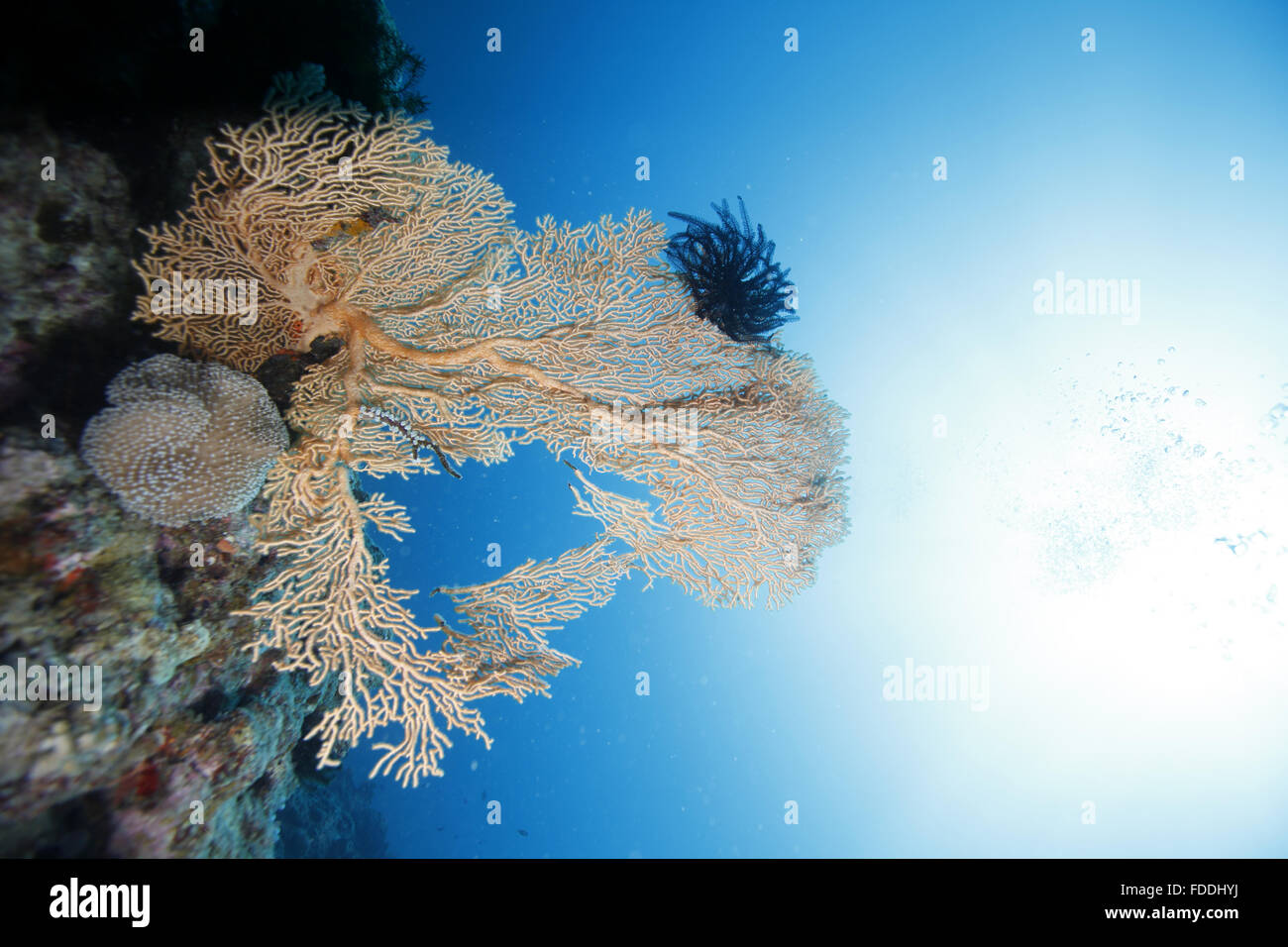underwater coral sea creatures Stock Photo - Alamy