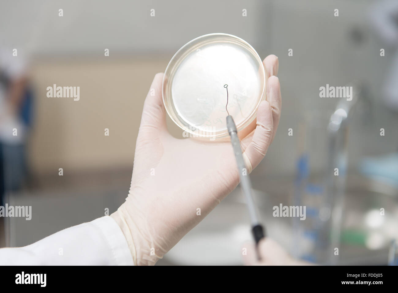Close Up Of Scientist Hand During Scientific Experiment In Laboratory ...