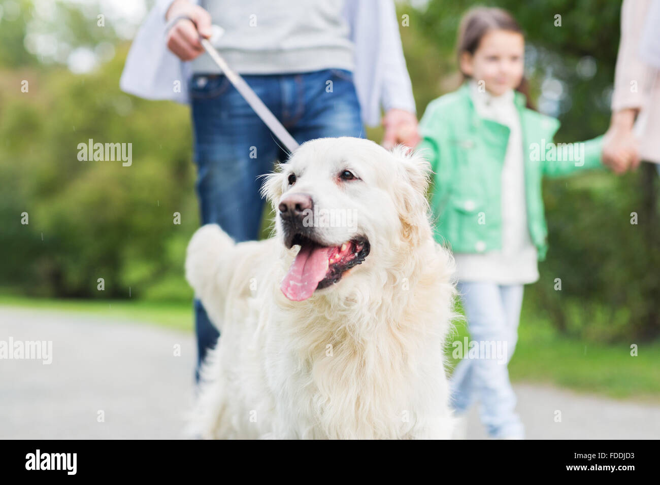 close up of family with labrador dog in park Stock Photo - Alamy