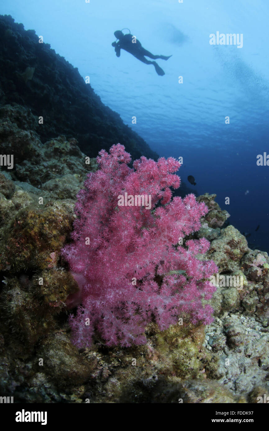 Submarine green coral Stock Photo - Alamy