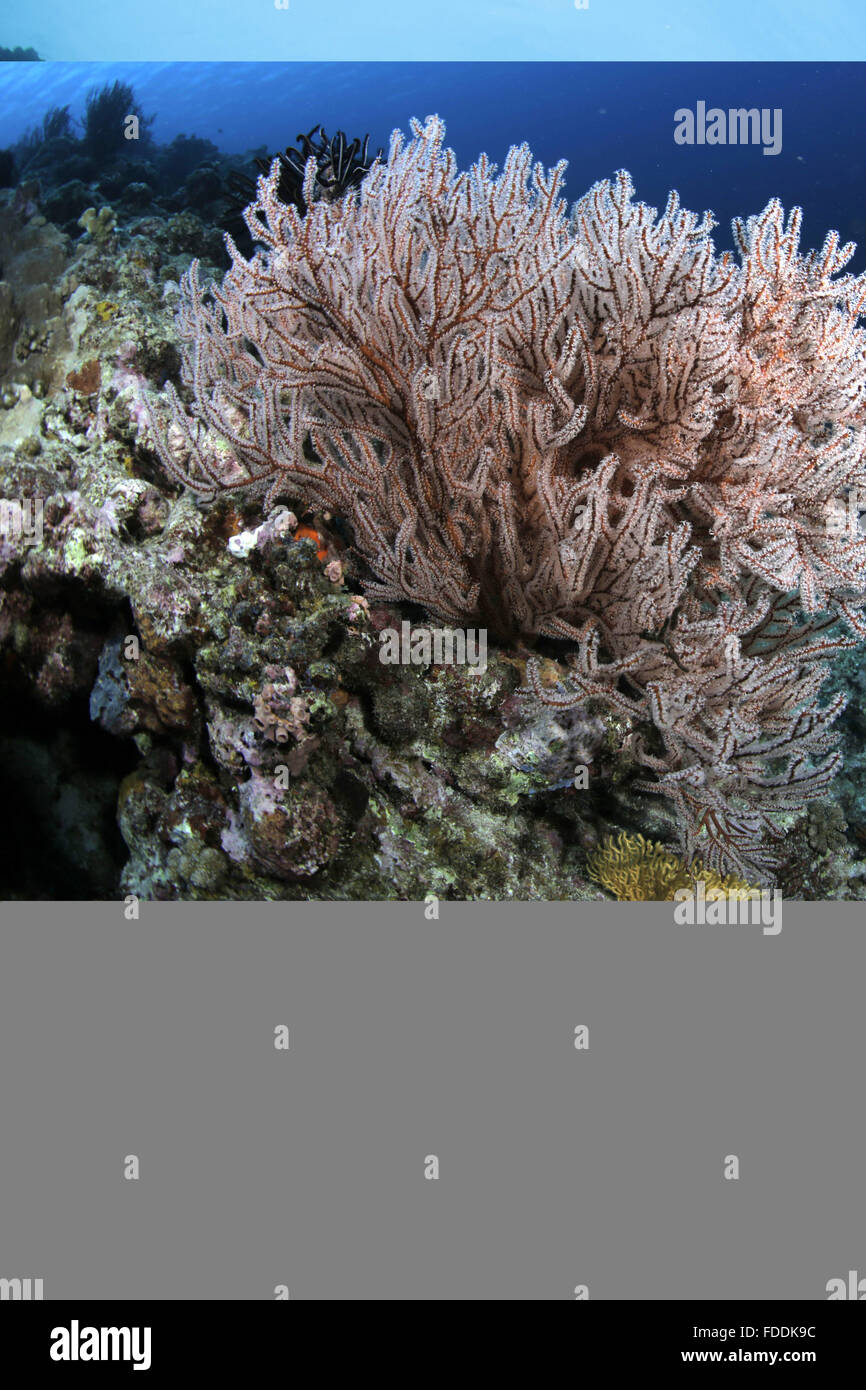 Submarine green coral Stock Photo - Alamy