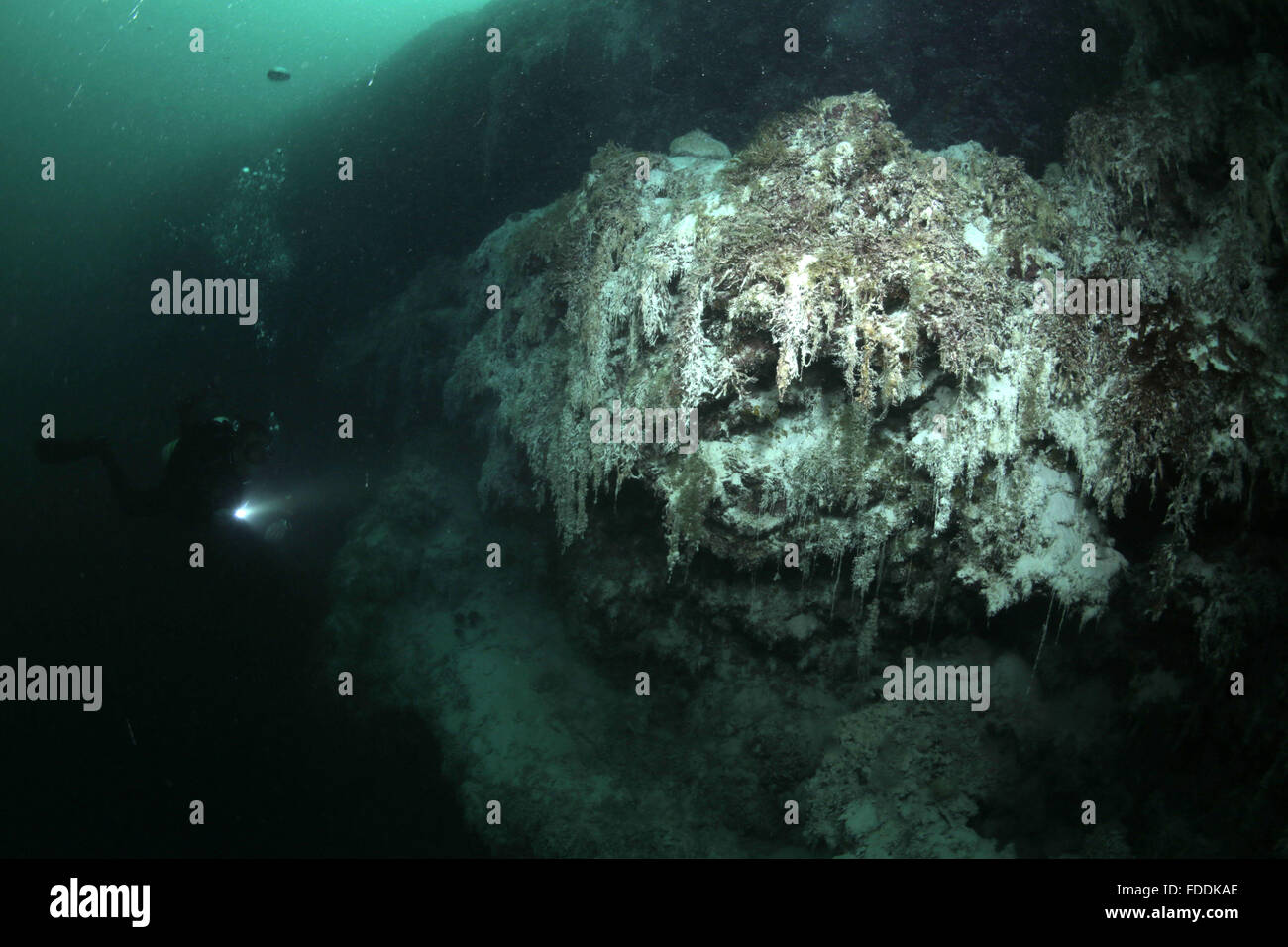 Submarine green coral Stock Photo - Alamy