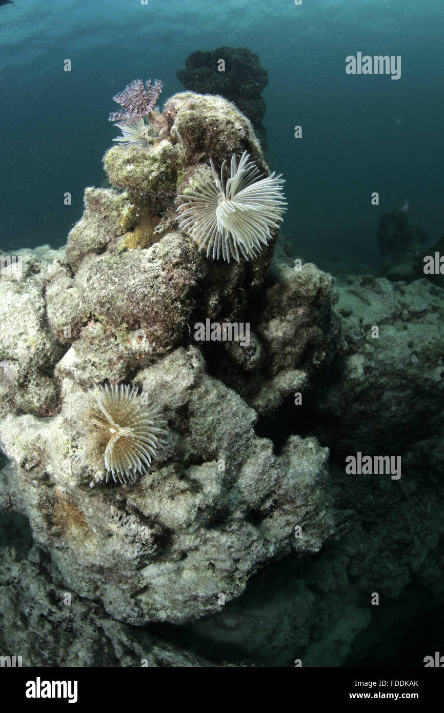 Submarine green coral Stock Photo - Alamy