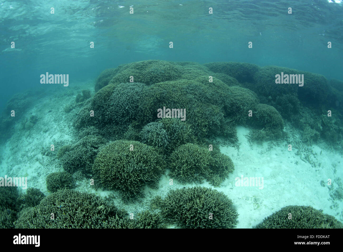 Submarine green coral Stock Photo - Alamy