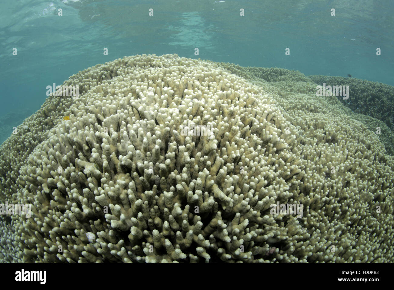 Submarine green coral Stock Photo - Alamy