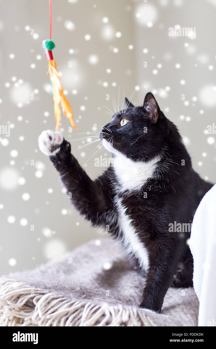 black and white cat playing with feather toy Stock Photo - Alamy