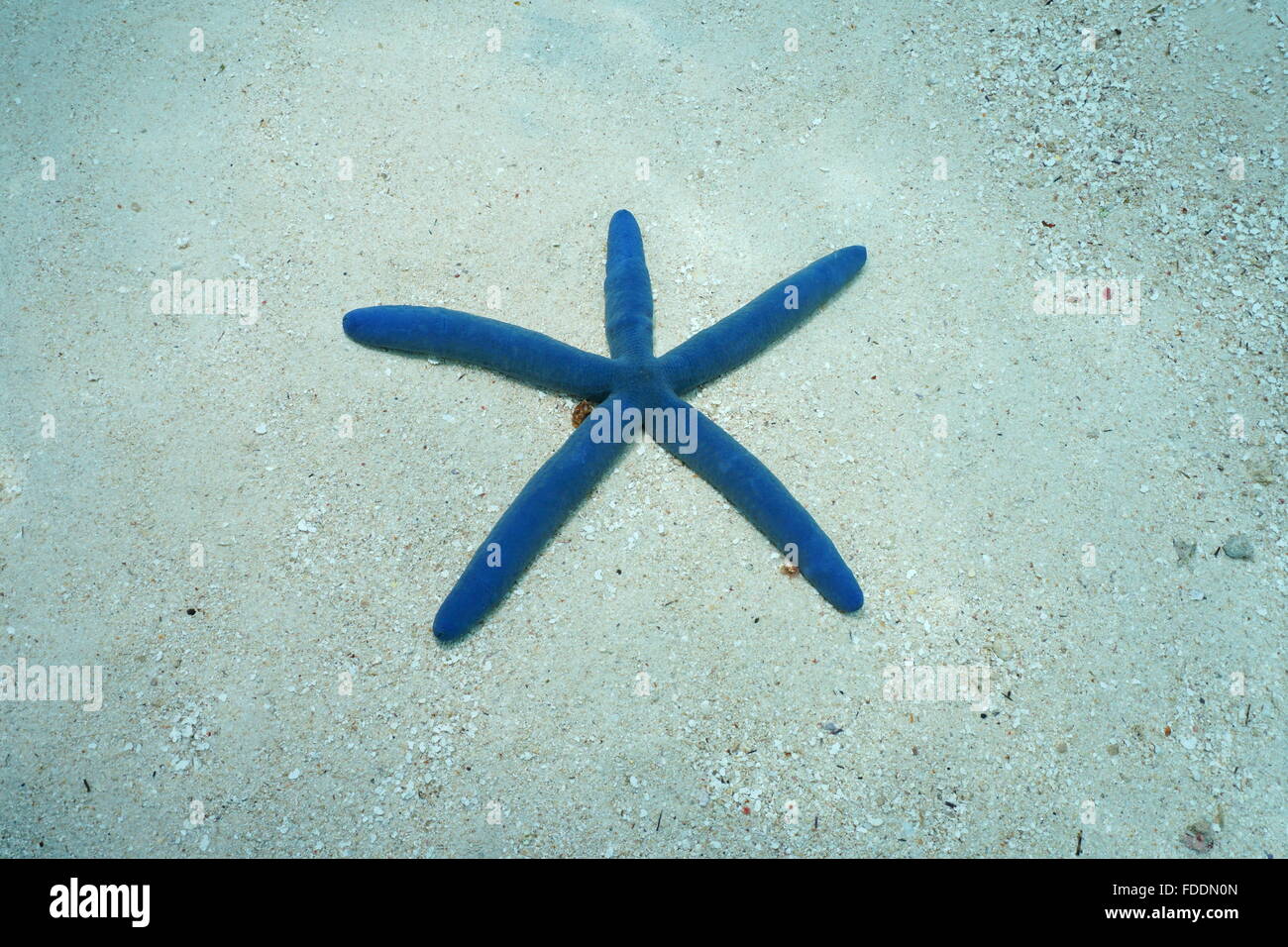 Blue sea star, Linckia laevigata, underwater on the sand, Pacific ocean ...