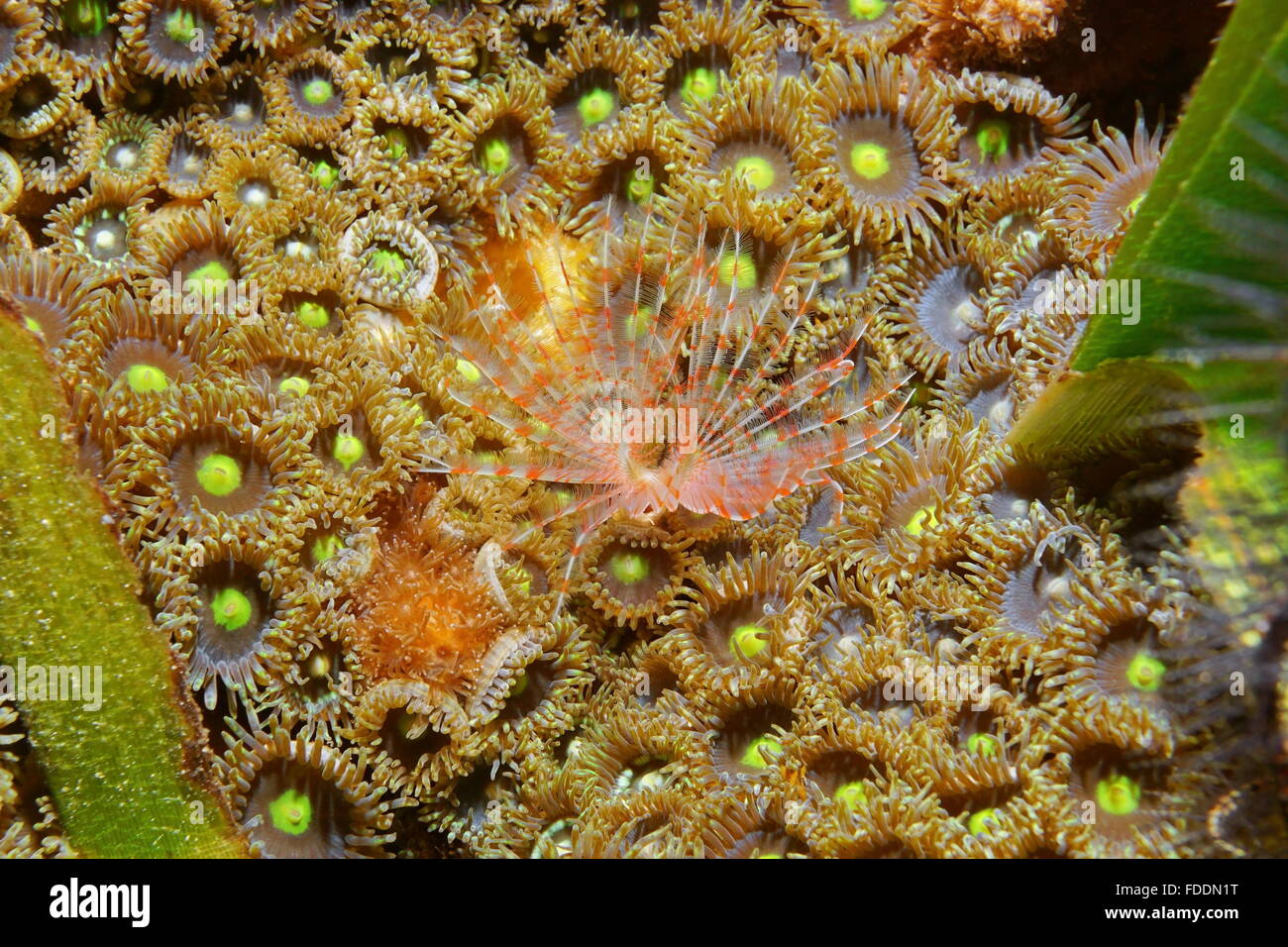 Underwater marine life, sea worm Turbocavus secretus, with zoanthids ...