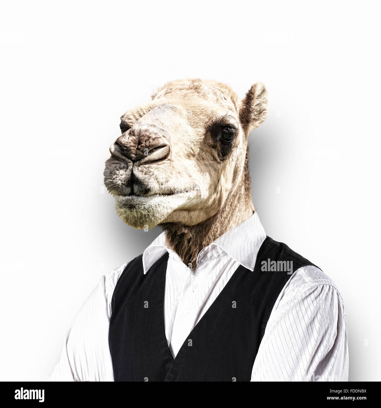 Portrait of a funny camel in a business suit on a gray background ...