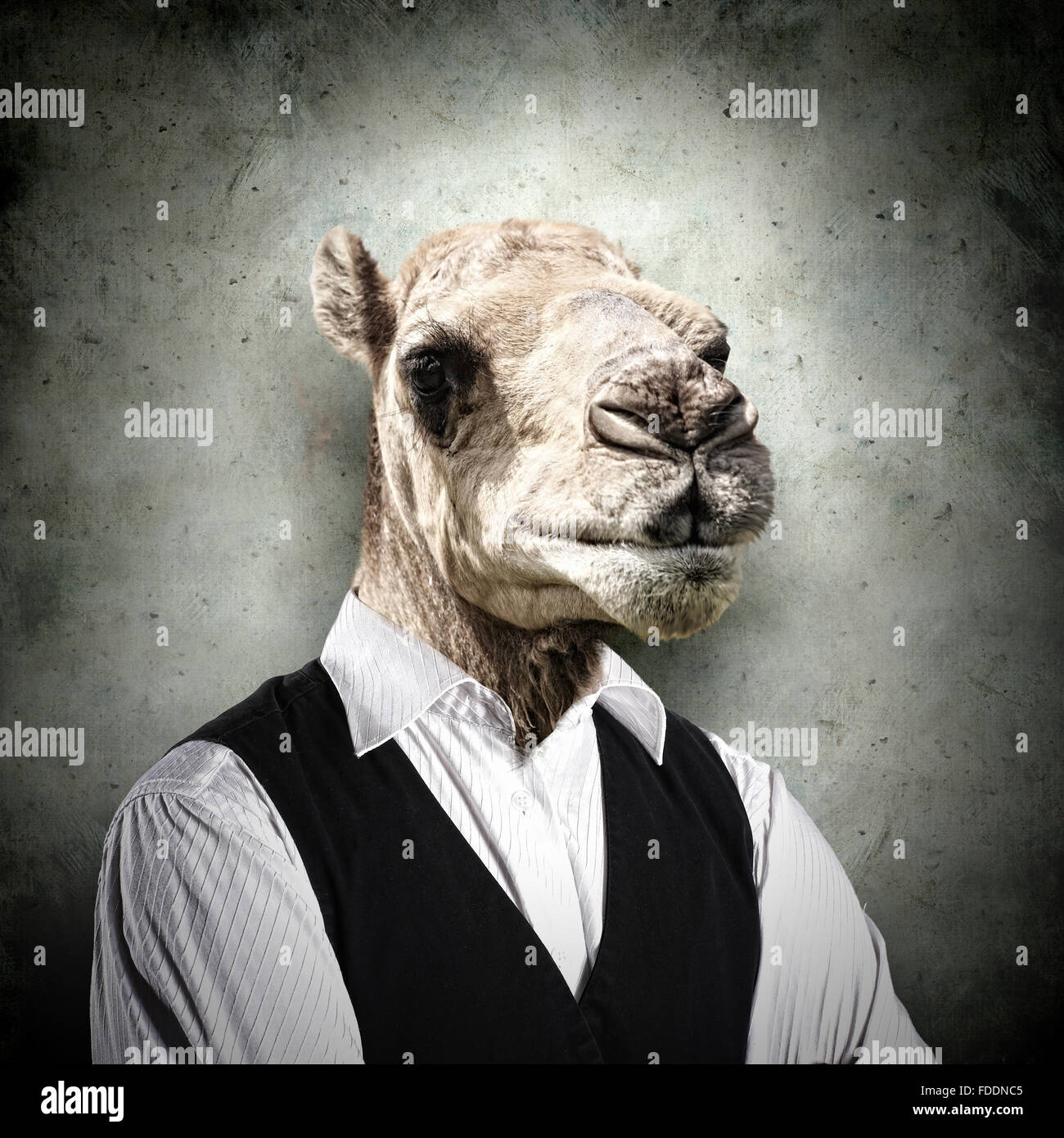 Portrait of a funny camel in a business suit on a gray background ...