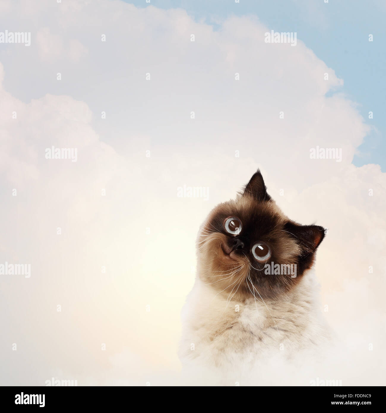 Funny fluffy cat against color background. Collage Stock Photo - Alamy