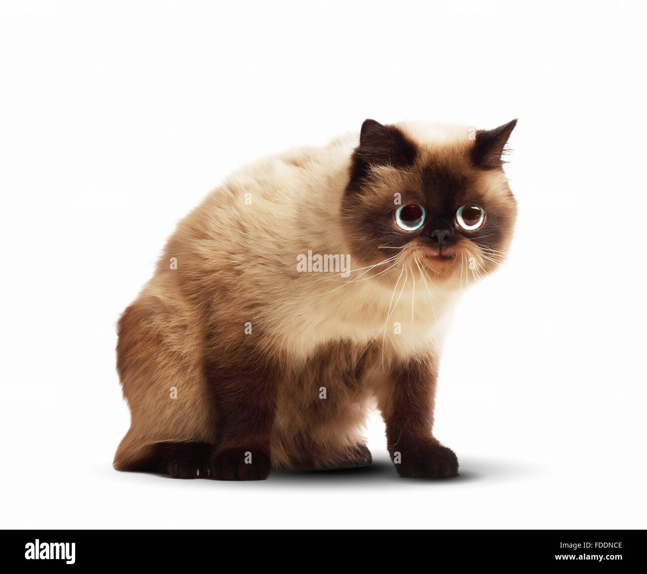 Funny fluffy cat against color background. Collage Stock Photo - Alamy