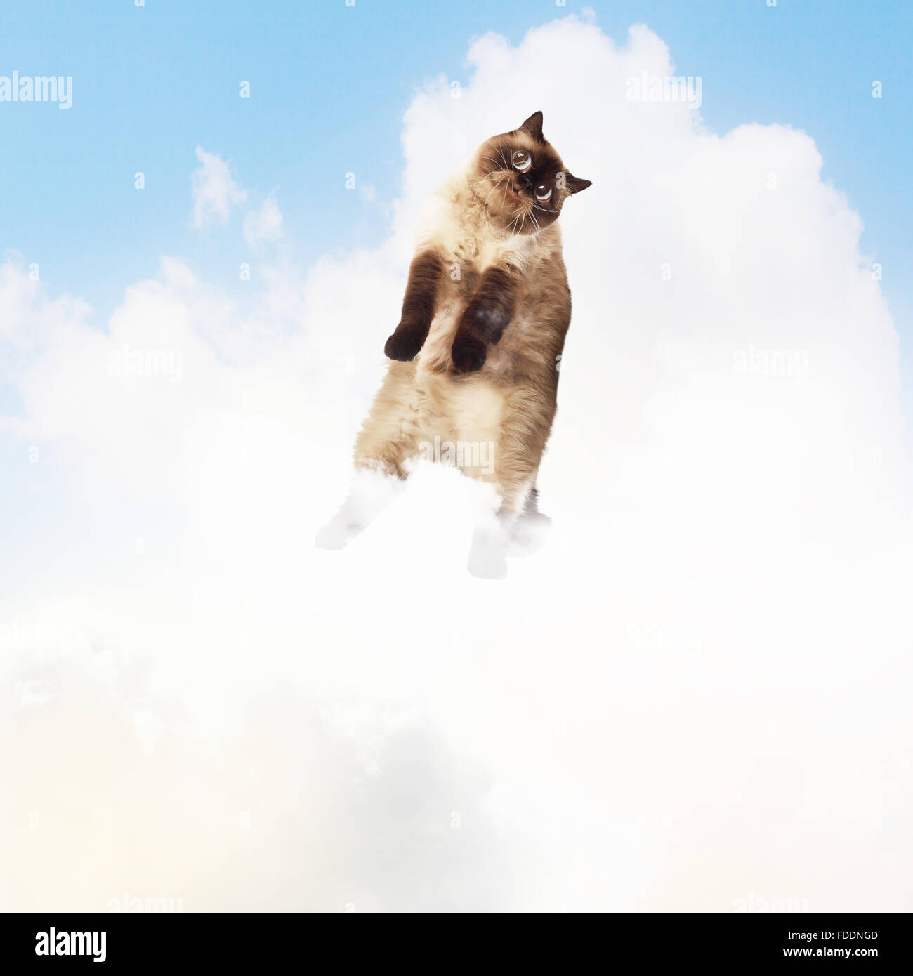 Funny fluffy cat against color background. Collage Stock Photo - Alamy