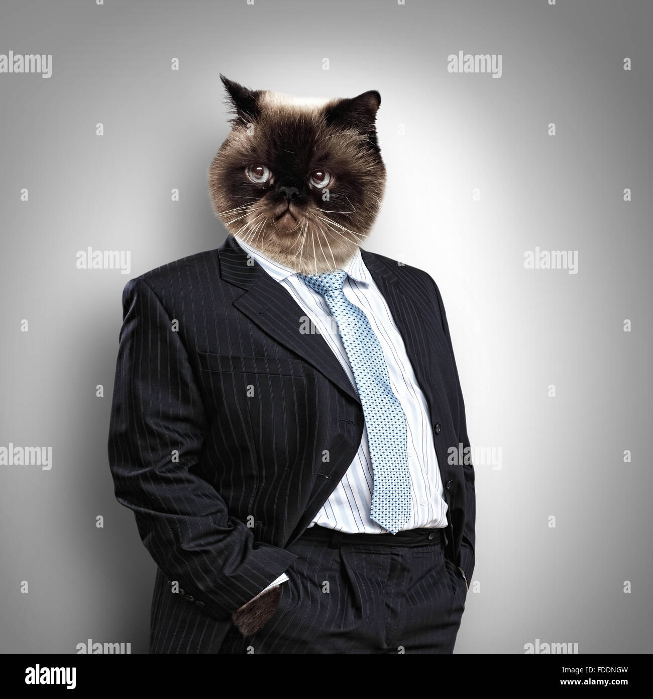 Funny fluffy cat in a business suit businessman. collage Stock Photo ...