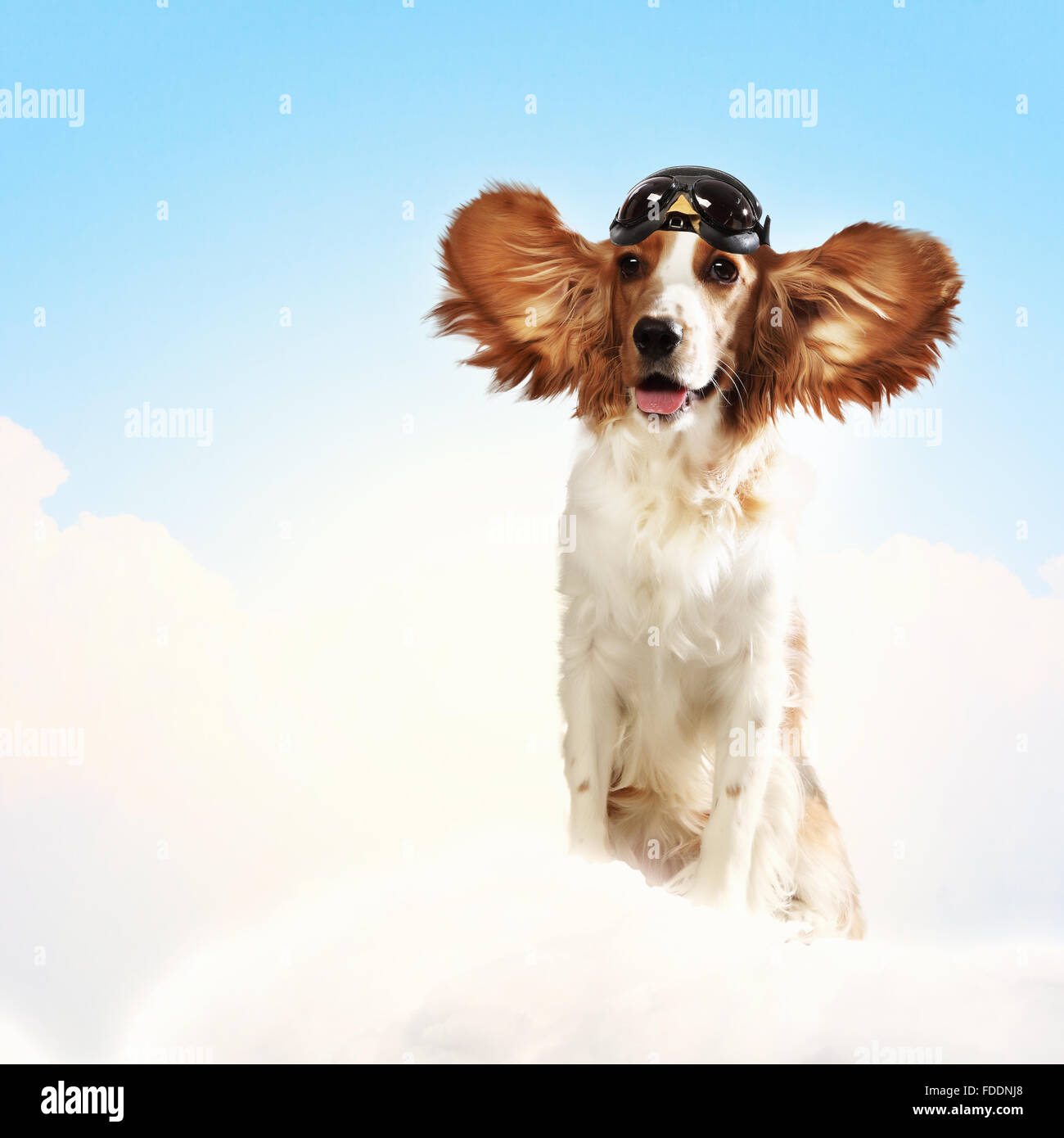 Dog with pilot glasses hi-res stock photography and images - Alamy