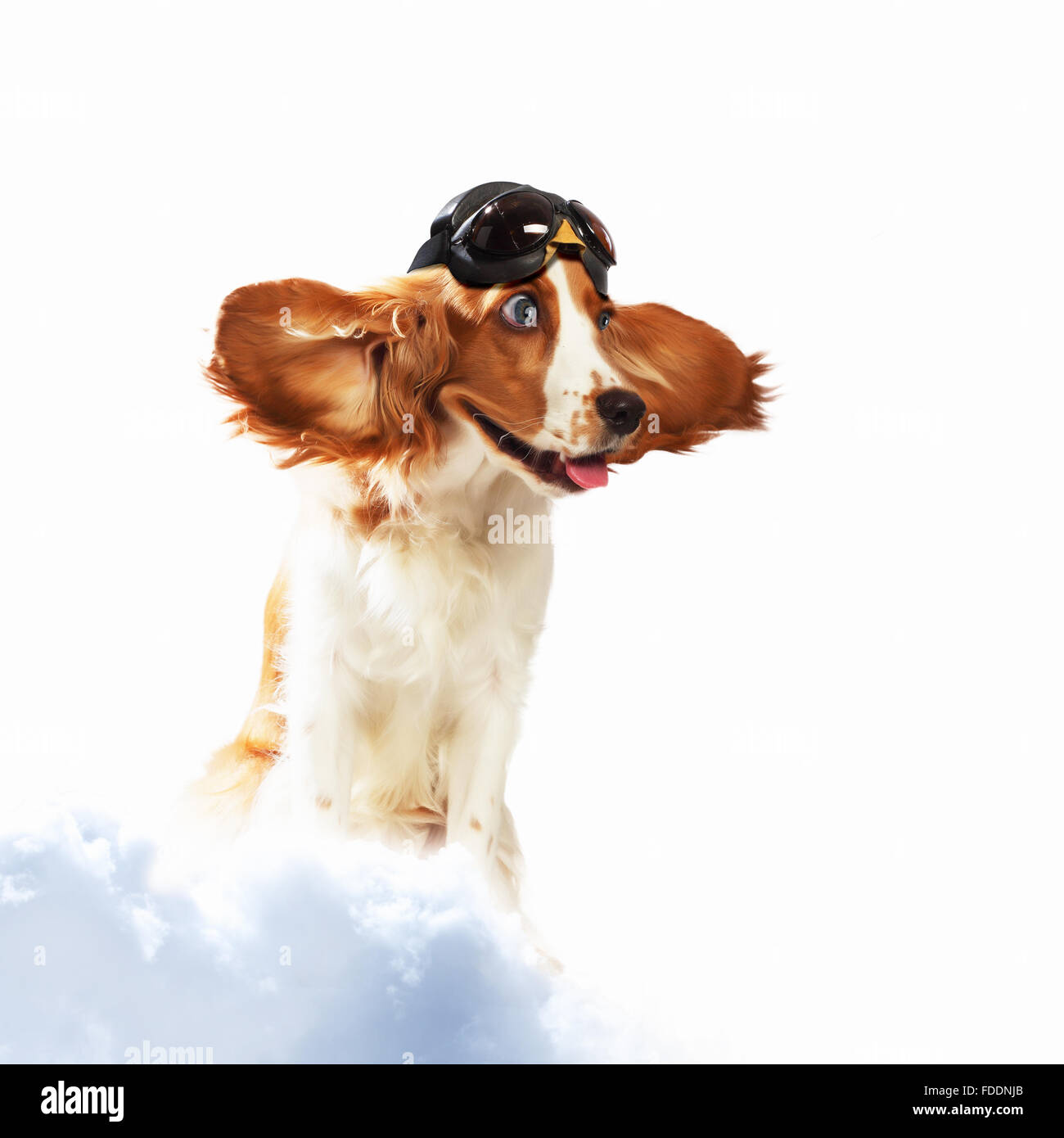 A dog wearing a helmet pilot. Dreams of the sky. Funny Collage Stock ...