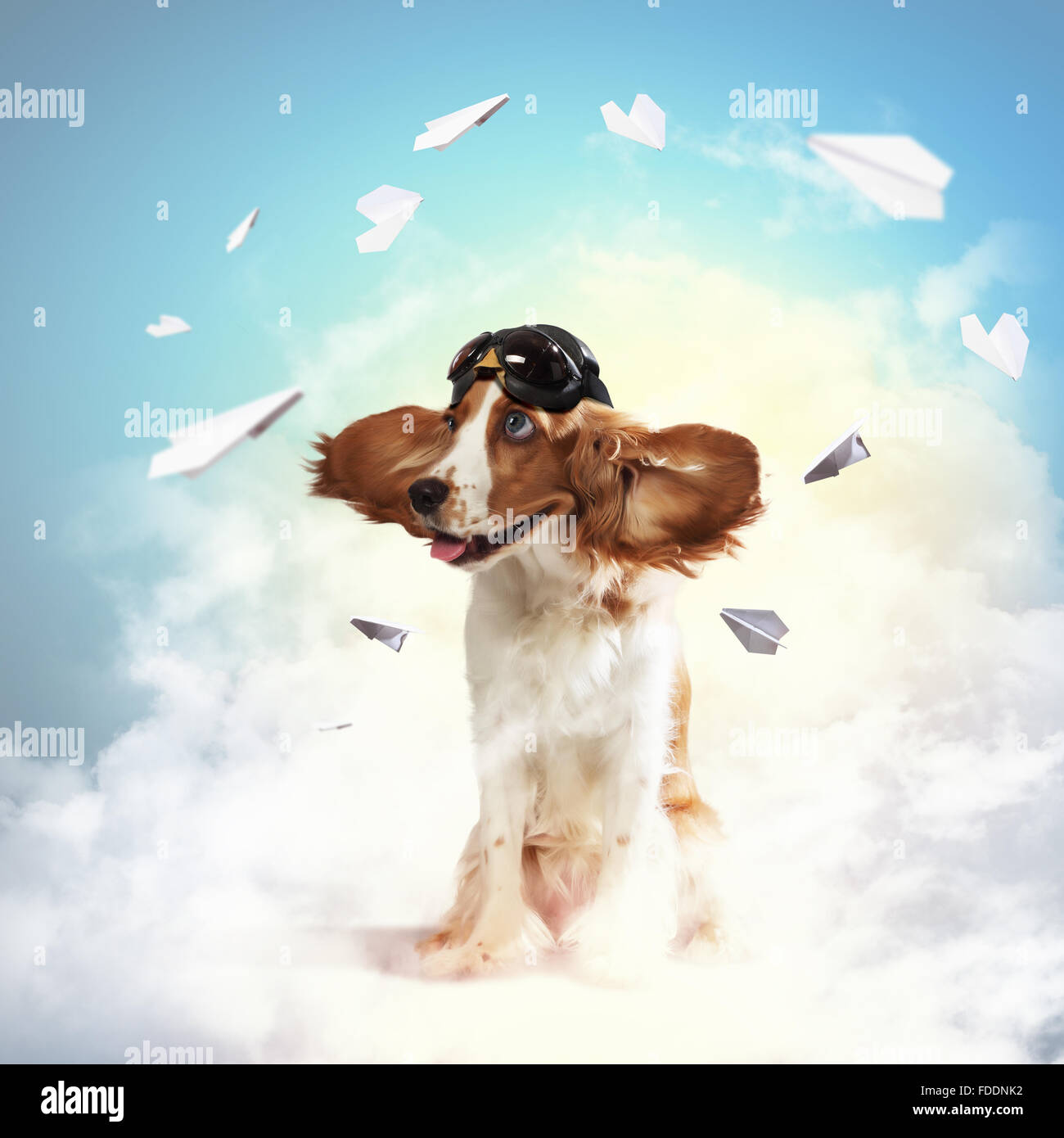 A dog wearing a helmet pilot. Dreams of the sky. Funny Collage Stock ...