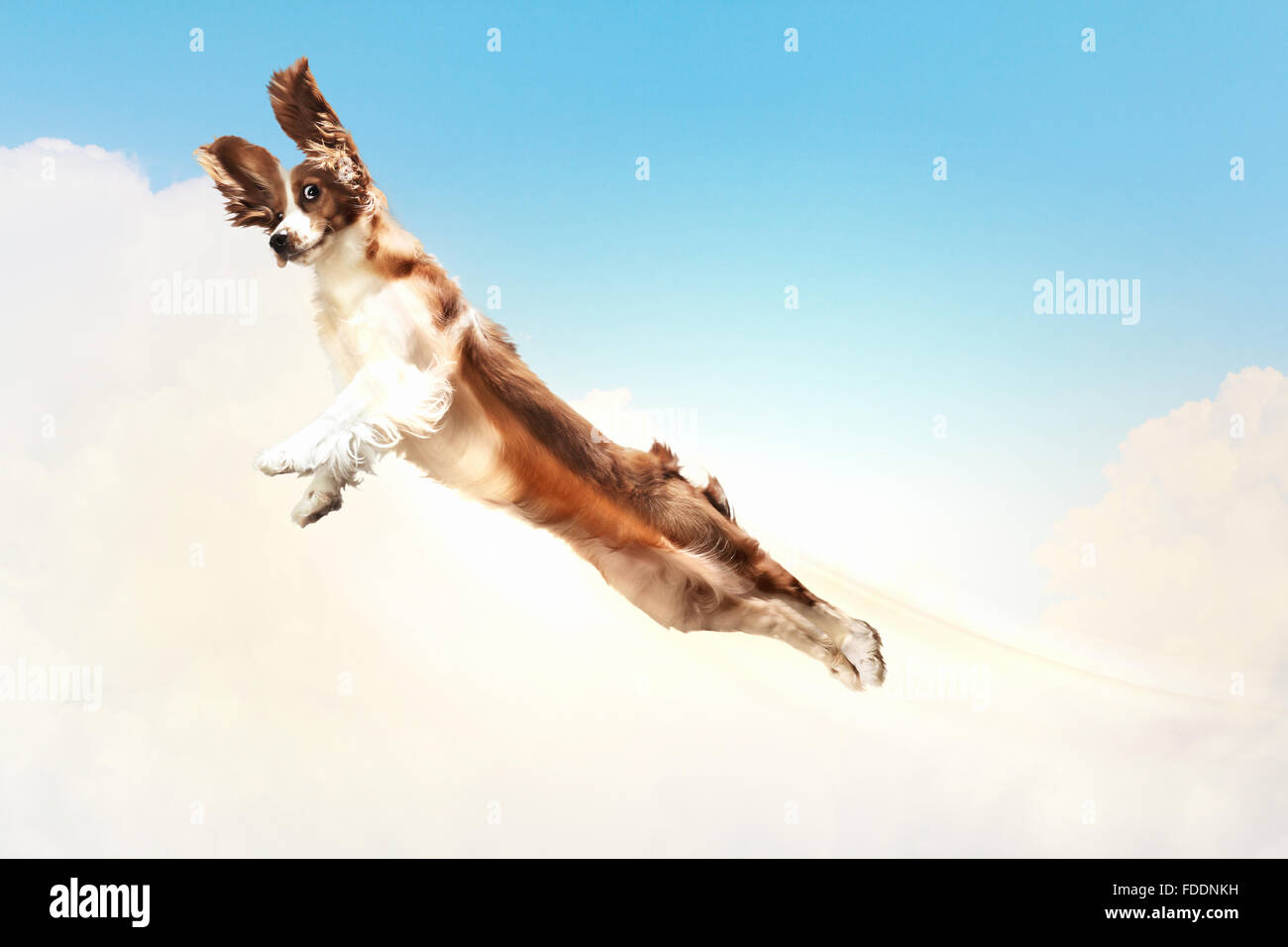 Basset hound flying between the clouds in the sky. funny collage Stock ...