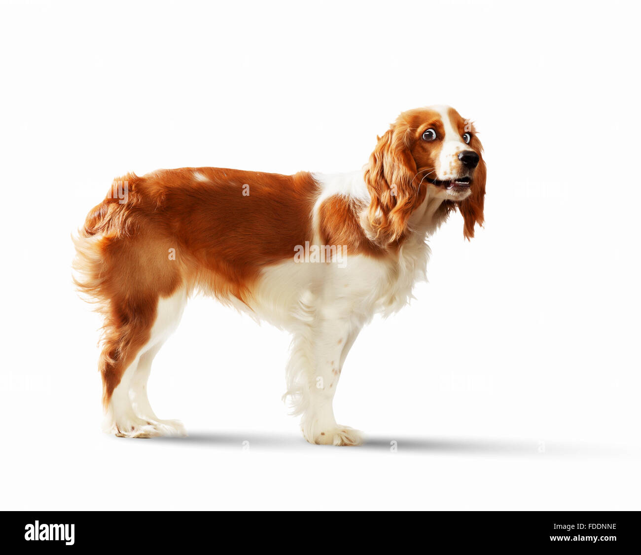 Goofy playful fun funny Cut Out Stock Images & Pictures - Alamy