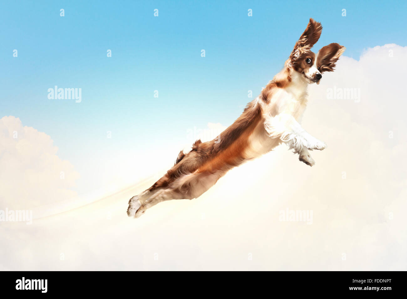 Basset hound flying between the clouds in the sky. funny collage Stock ...