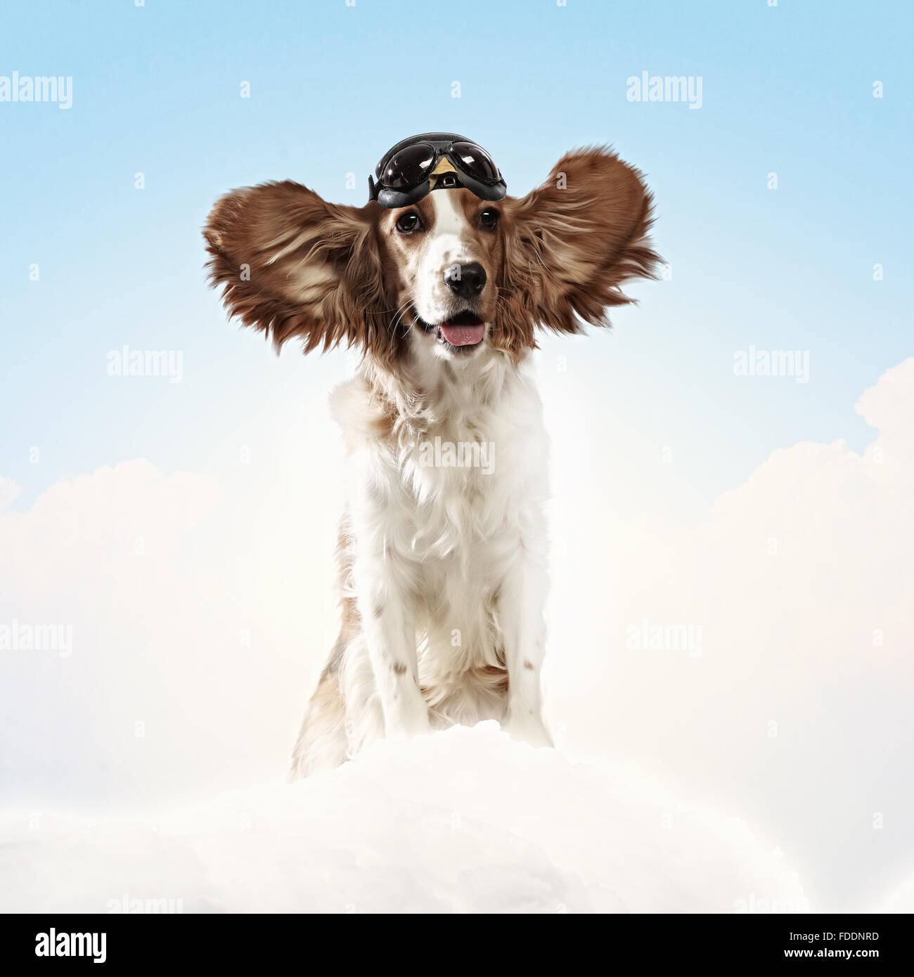A dog wearing a helmet pilot. Dreams of the sky. Funny Collage Stock ...