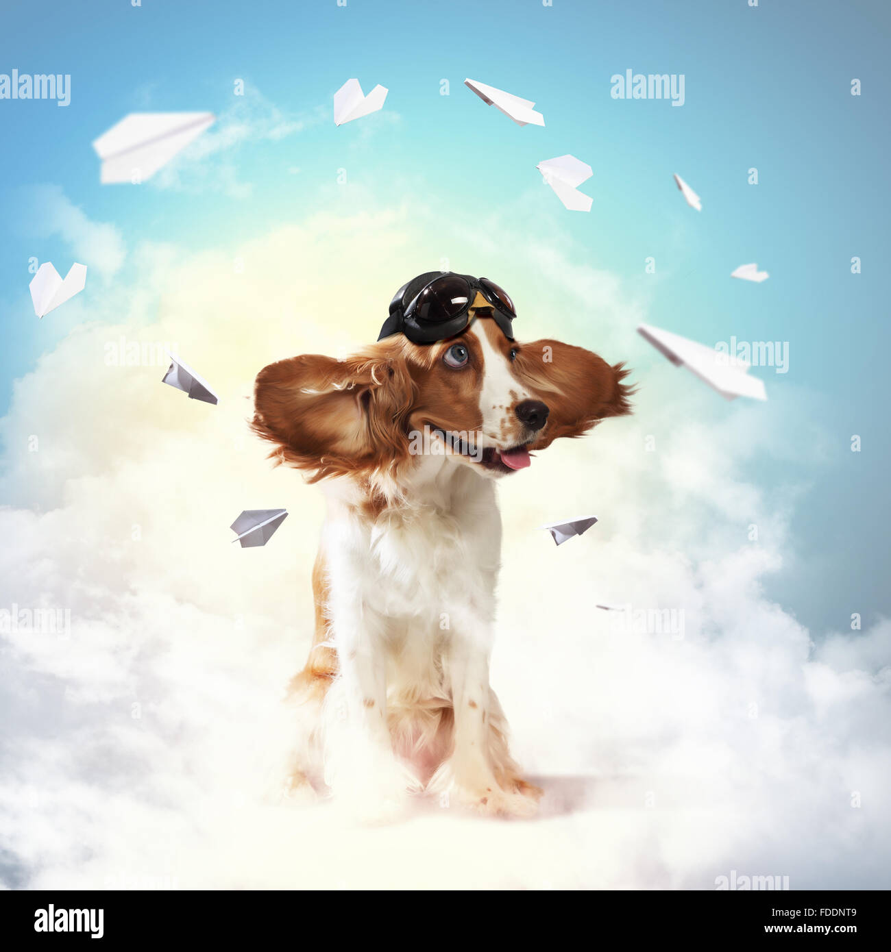 A dog wearing a helmet pilot. Dreams of the sky. Funny Collage Stock ...