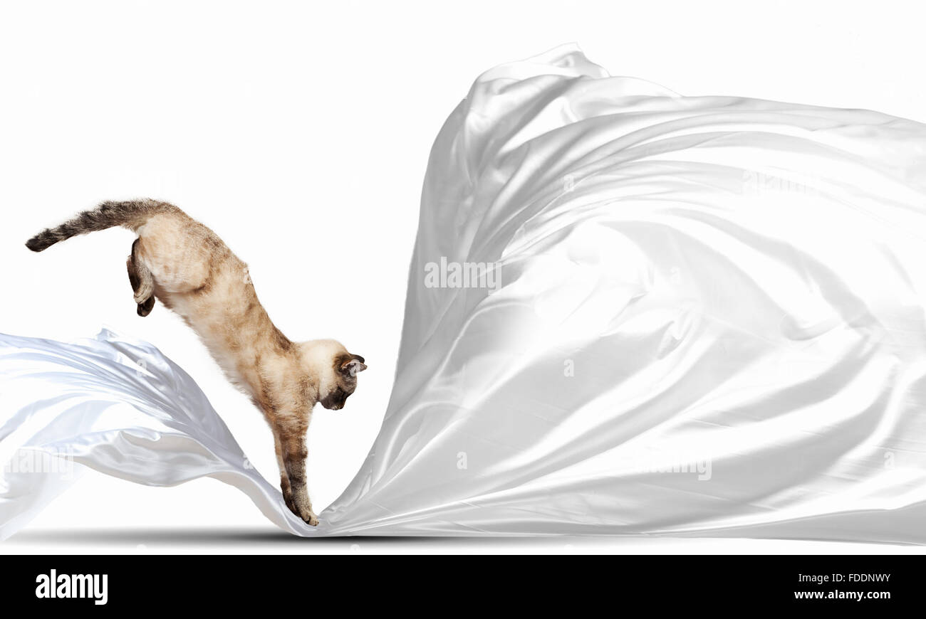 Image of jumping Siamese cat playing with with sheet Stock Photo - Alamy