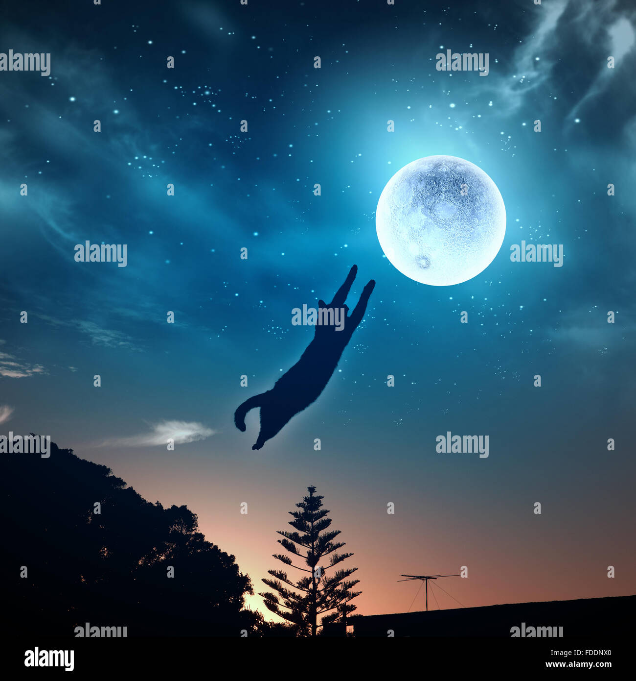Image of cat in jump catching moon Stock Photo - Alamy