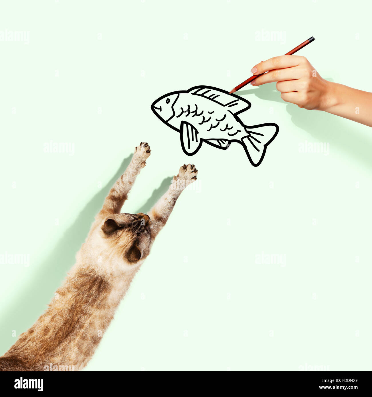 Image of siamese cat catching drawed fish Stock Photo - Alamy