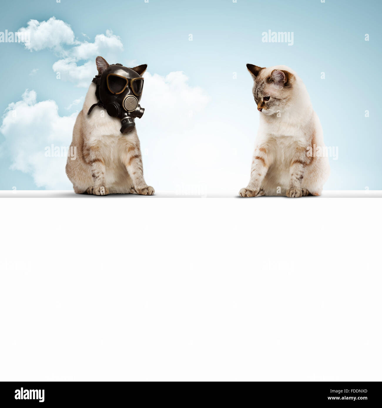 Image of cat in gas mask. Ecology concept Stock Photo - Alamy