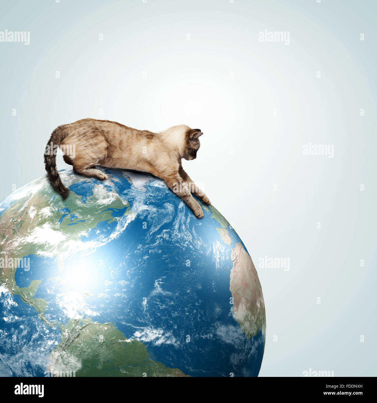 Image of siamese cat playing with globe. Elements of this image are ...