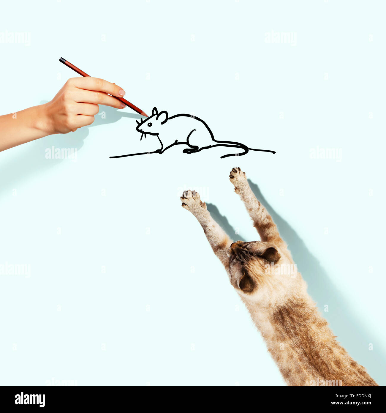 Image of siamese cat catching drawn mouse Stock Photo - Alamy
