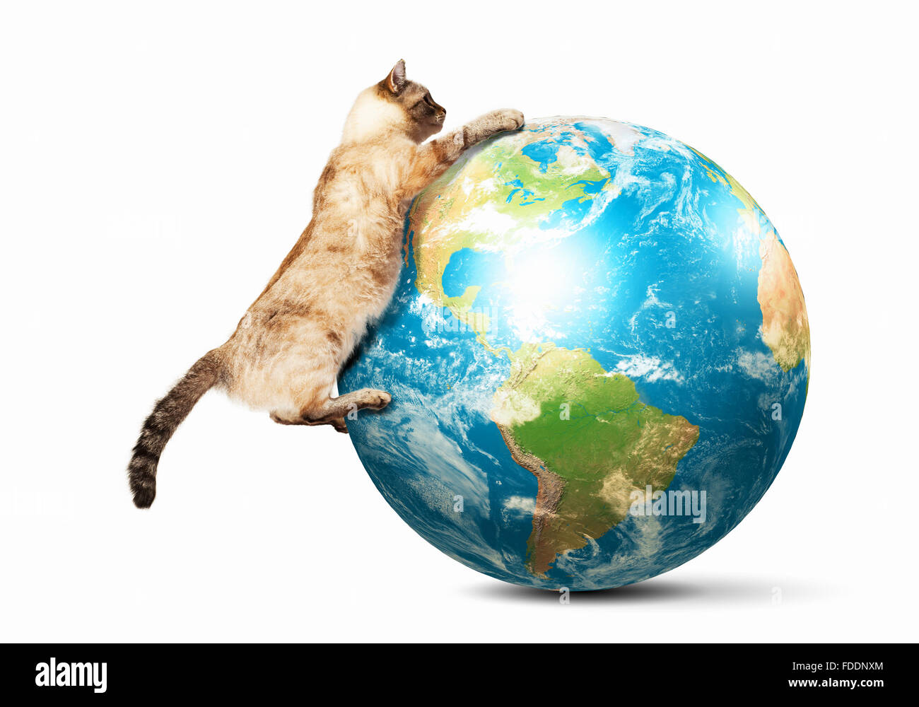 Image of siamese cat playing with globe. Elements of this image are ...