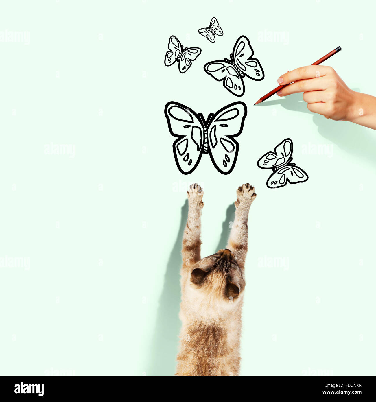 Cat Catching Butterfly
