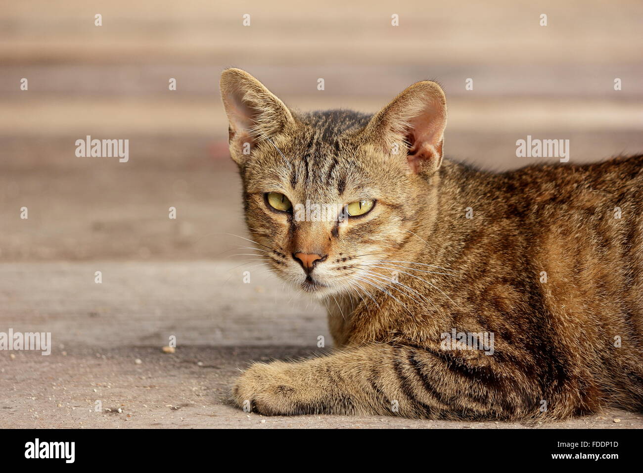 Spanish cat pictures taken before the half . Lying and stare in wonder ...