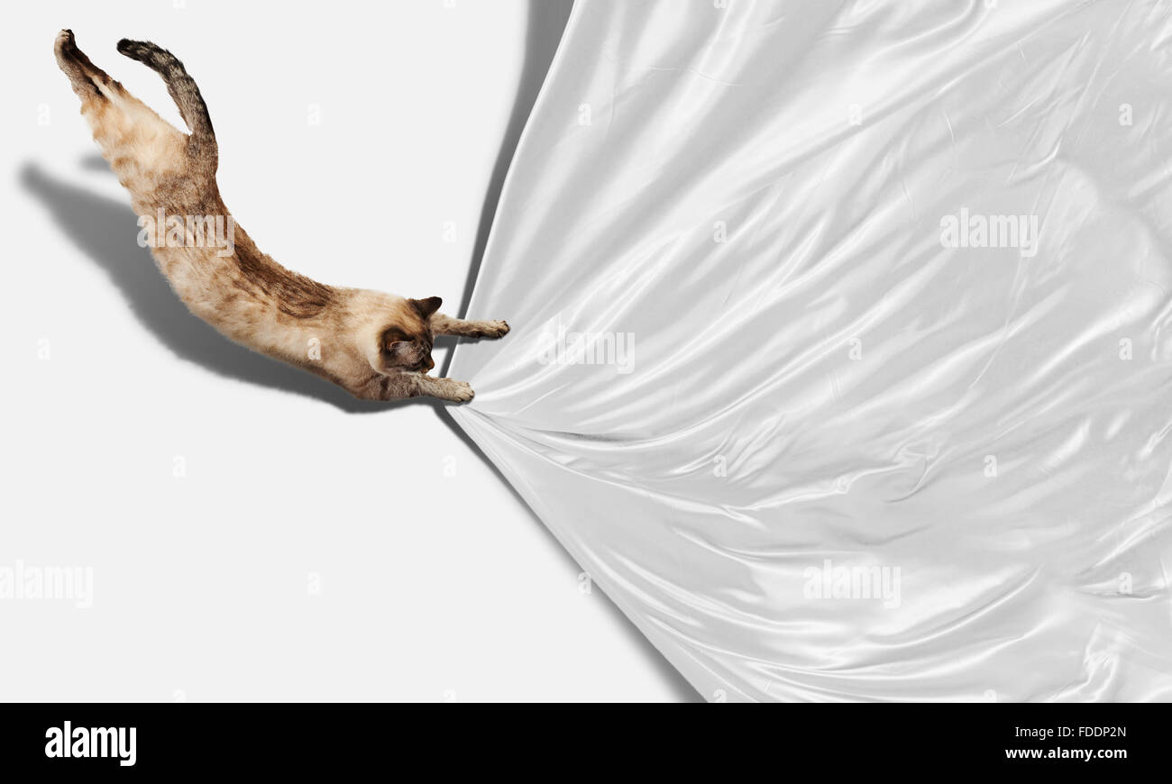 Image of jumping Siamese cat playing with with sheet Stock Photo - Alamy