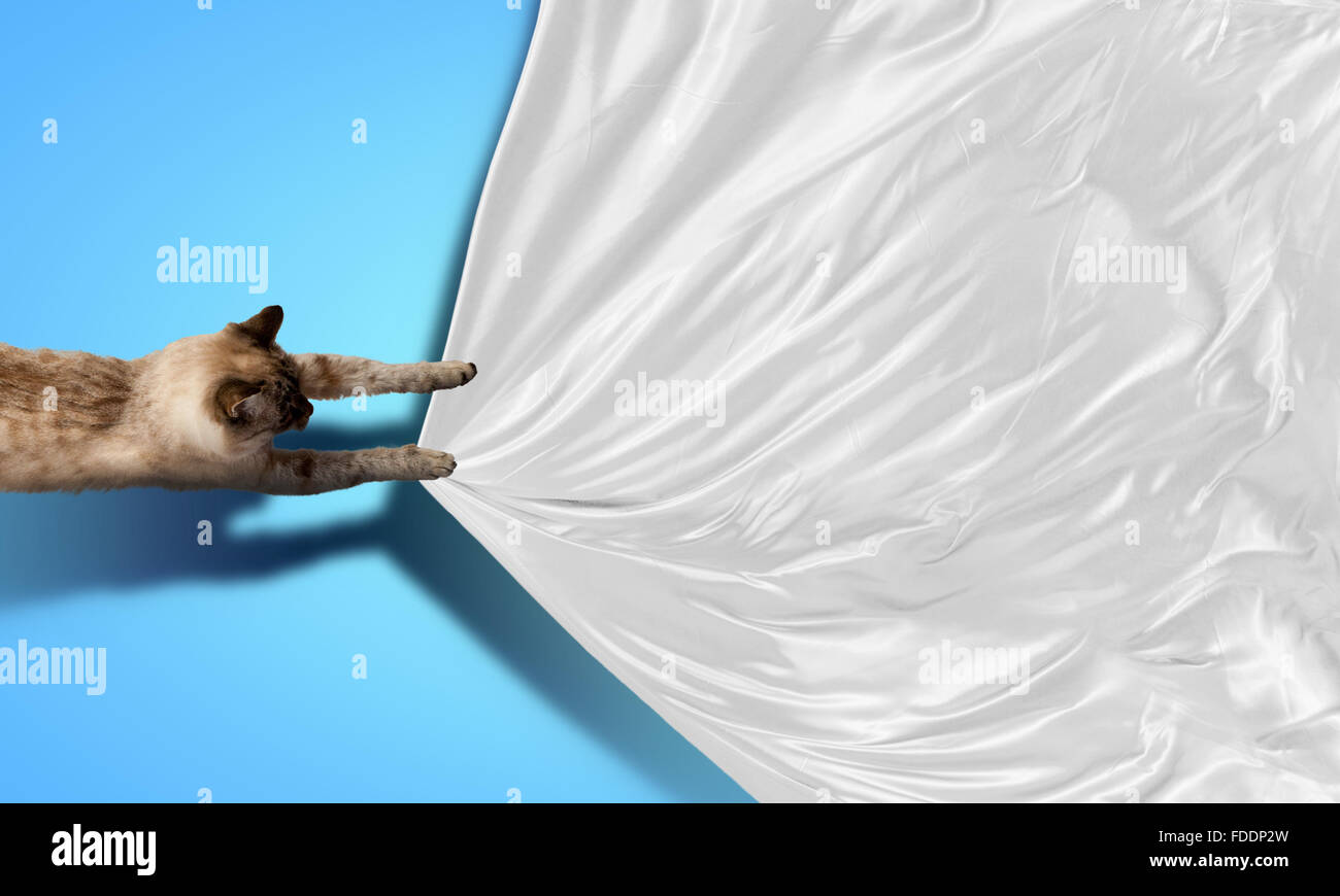 Image of jumping Siamese cat playing with with sheet Stock Photo - Alamy
