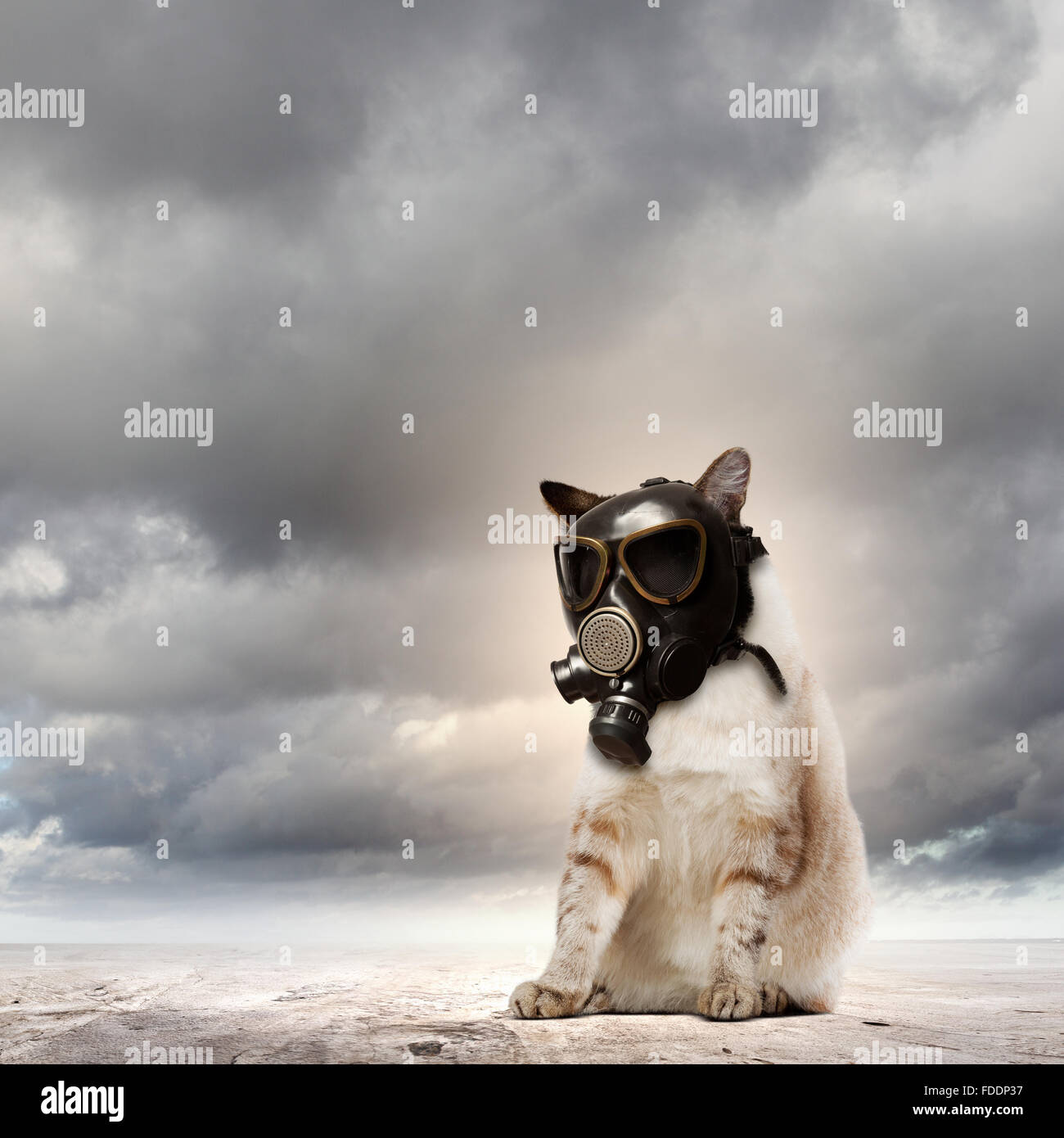 Image of cat in gas mask. Ecology concept Stock Photo - Alamy