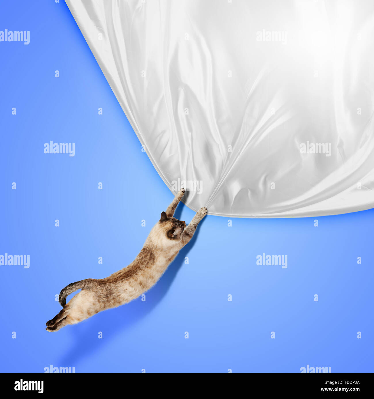 Image of jumping Siamese cat playing with with sheet Stock Photo - Alamy