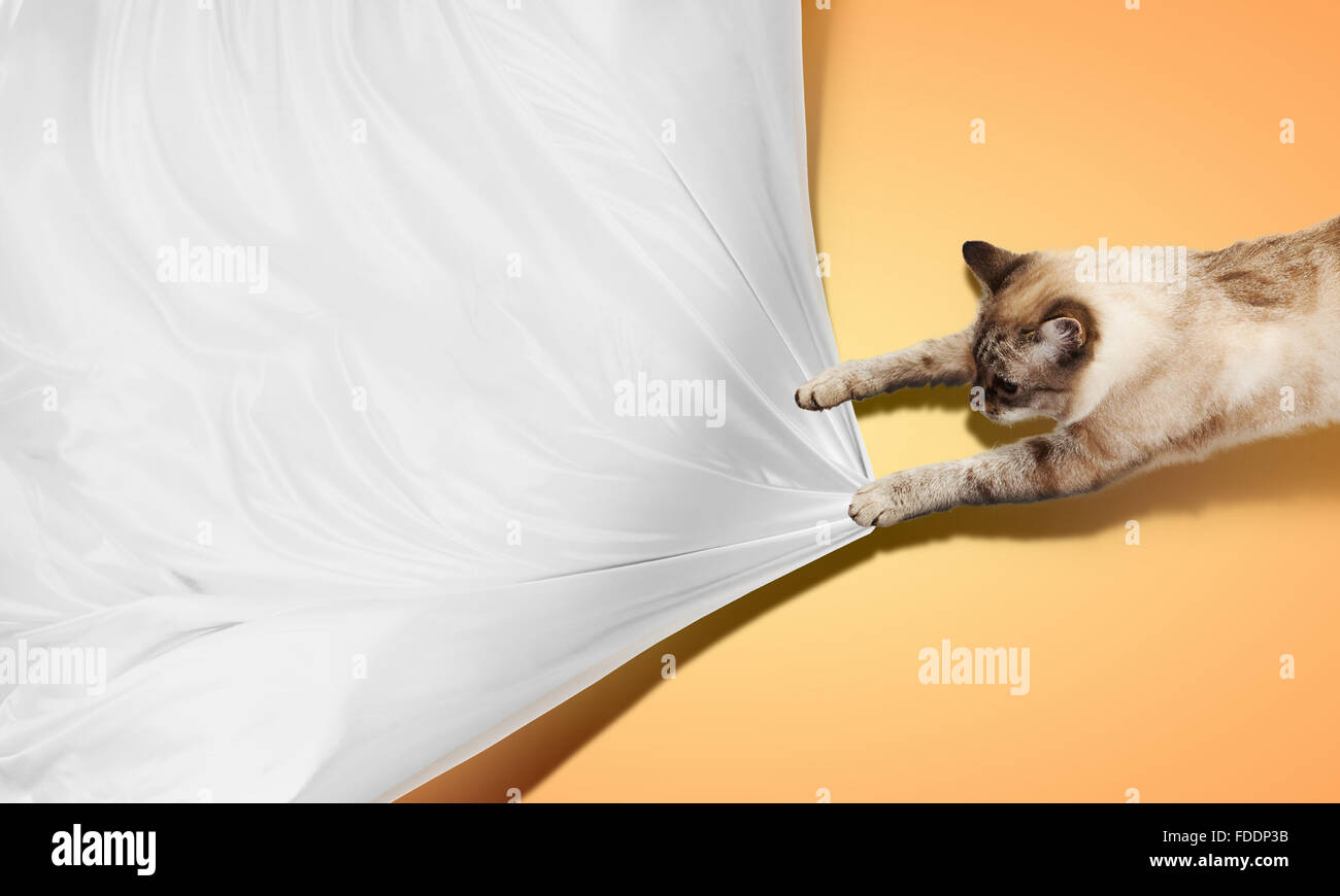 Image of jumping Siamese cat playing with with sheet Stock Photo - Alamy