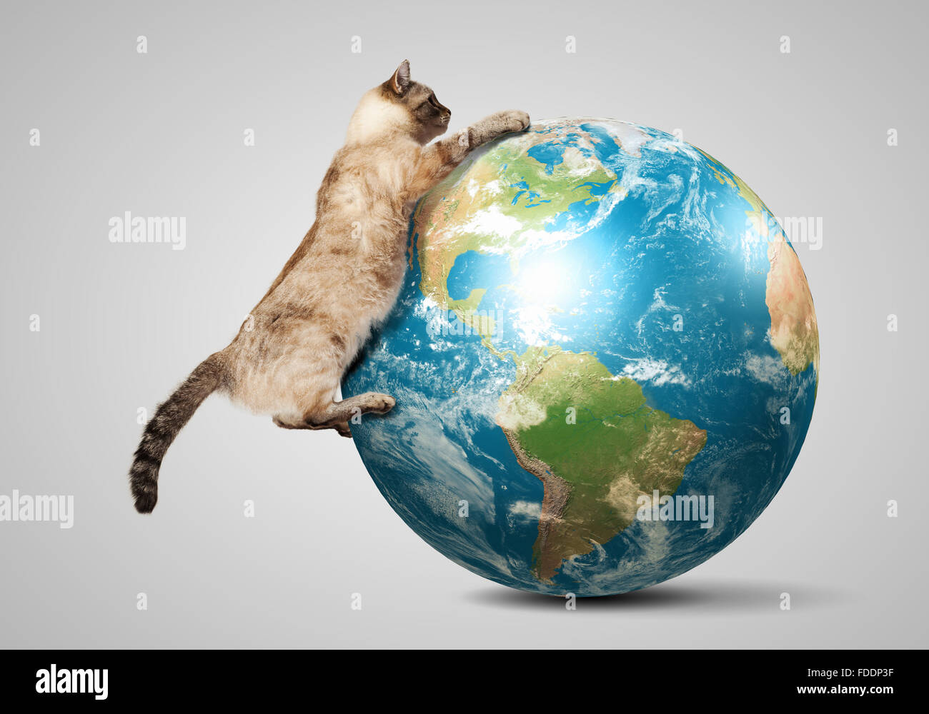 Image of siamese cat playing with globe. Elements of this image are ...