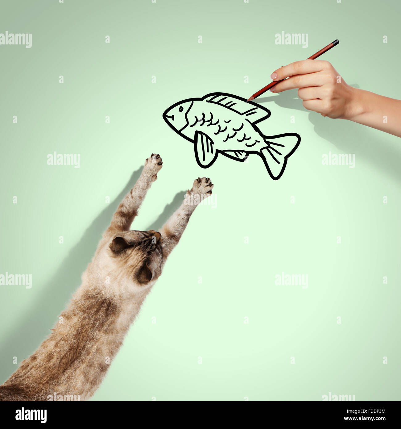 Image of siamese cat catching drawed fish Stock Photo - Alamy