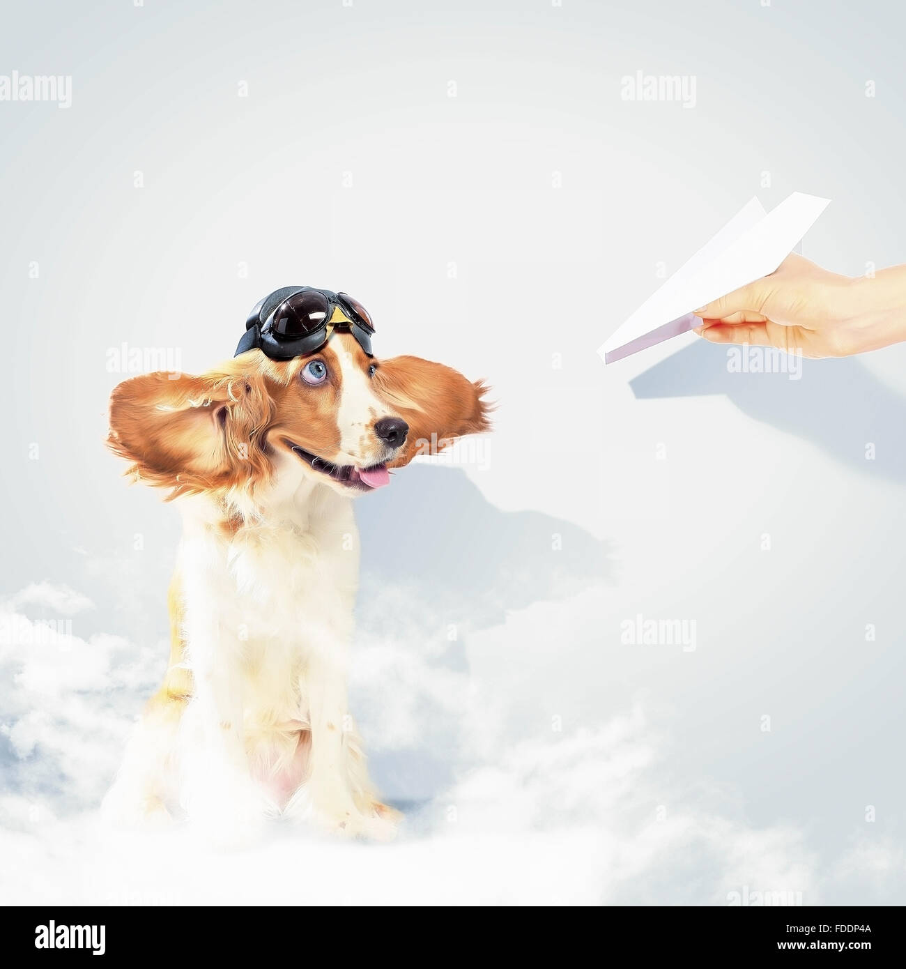Image of funny spaniel dog in pilot helmet Stock Photo - Alamy